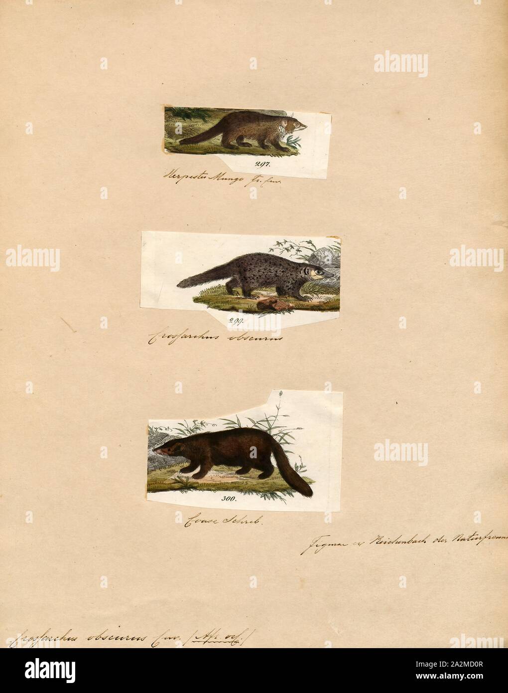 Crossarchus obscurus, Print, The common kusimanse (Crossarchus obscurus ...
