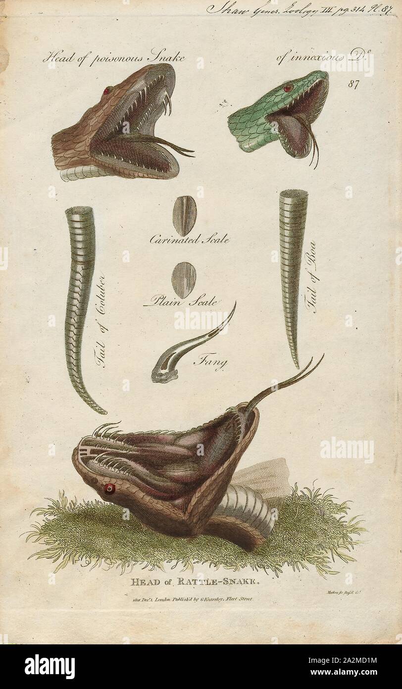 Crotalus horridus, Print, The timber rattlesnake, canebrake rattlesnake ...