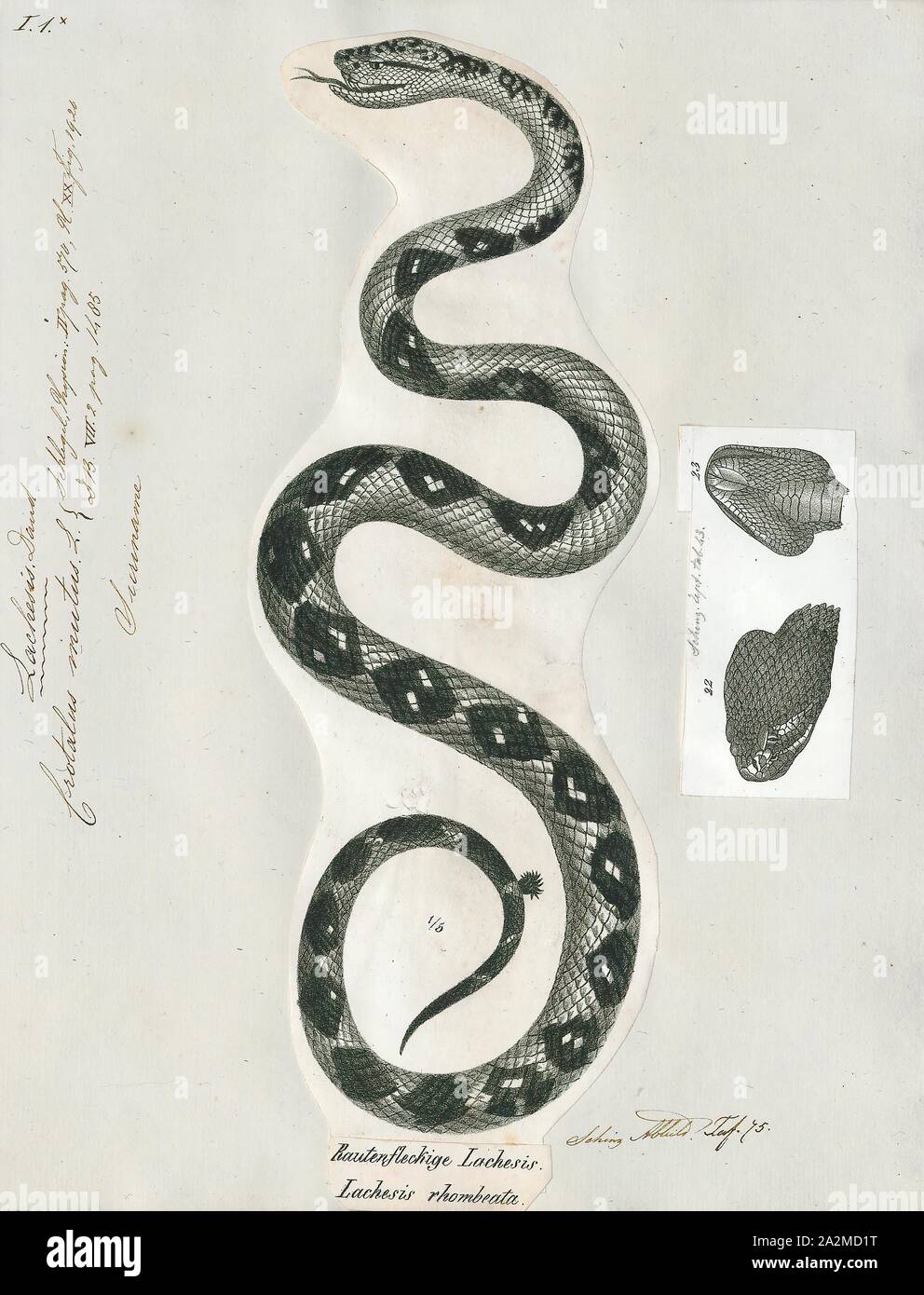 Pit viper species hi-res stock photography and images - Alamy