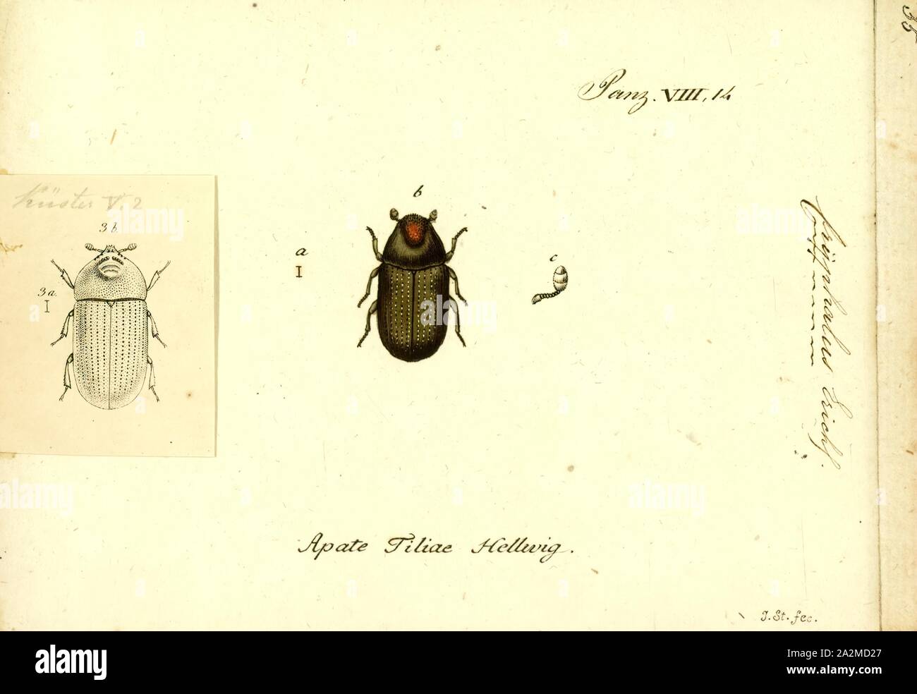 Cryphalus hi-res stock photography and images - Alamy