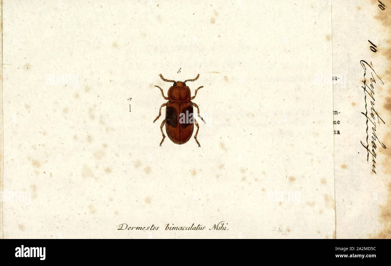 Ecozones of the world hi-res stock photography and images - Alamy