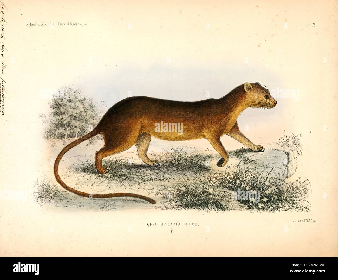 Cryptoprocta ferox, Print, The fossa is a cat-like, carnivorous mammal ...