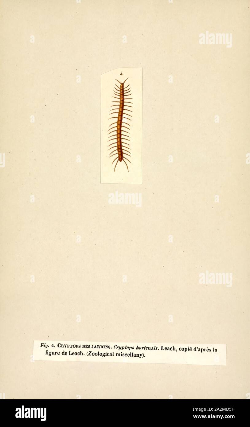 Cryptops hi-res stock photography and images - Alamy