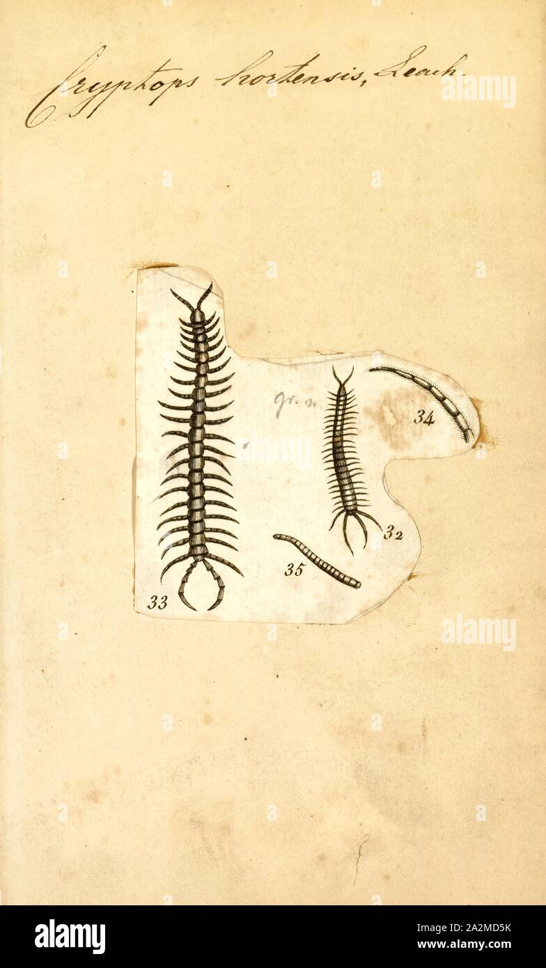 Cryptops hi-res stock photography and images - Alamy