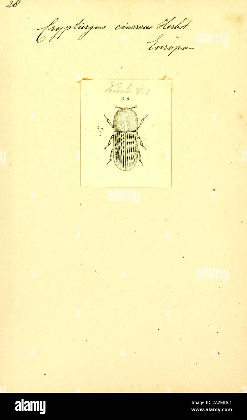 Crypturgus, Print, Crypturgus is a genus of typical bark beetles in the ...