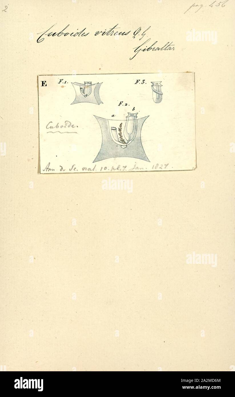 Cuboides hi-res stock photography and images - Alamy