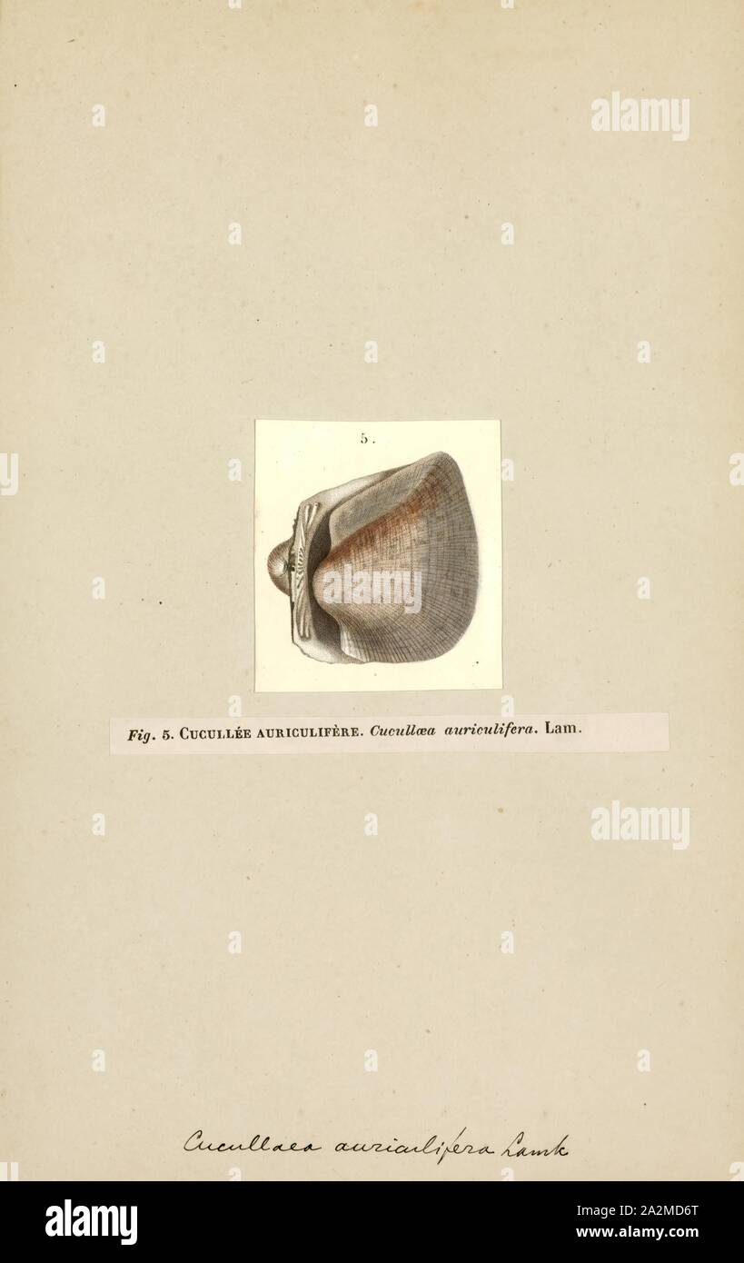 Cucullaea, Print, The false ark shells (Cucullaea) are a small genus of ...