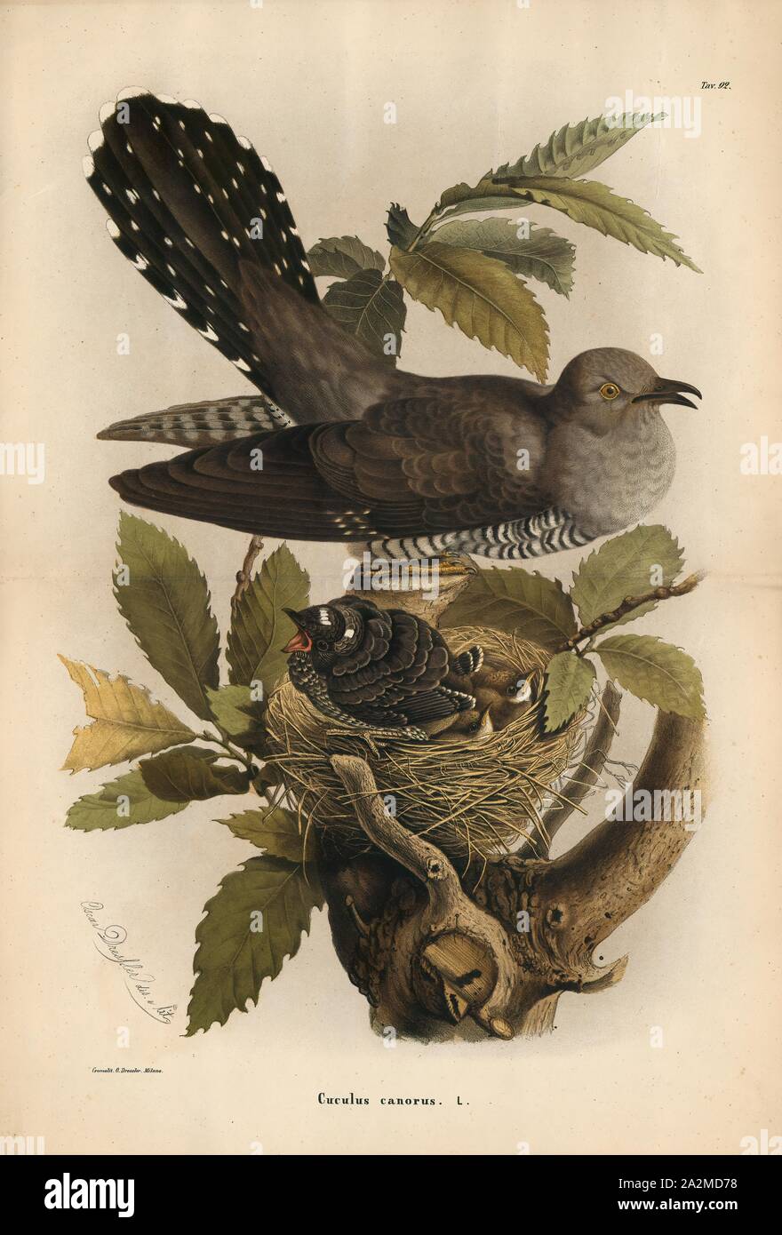 Cuculus canorus, Print, The common cuckoo (Cuculus canorus) is a member ...
