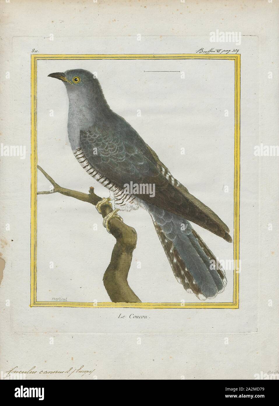 Common anis hi-res stock photography and images - Alamy