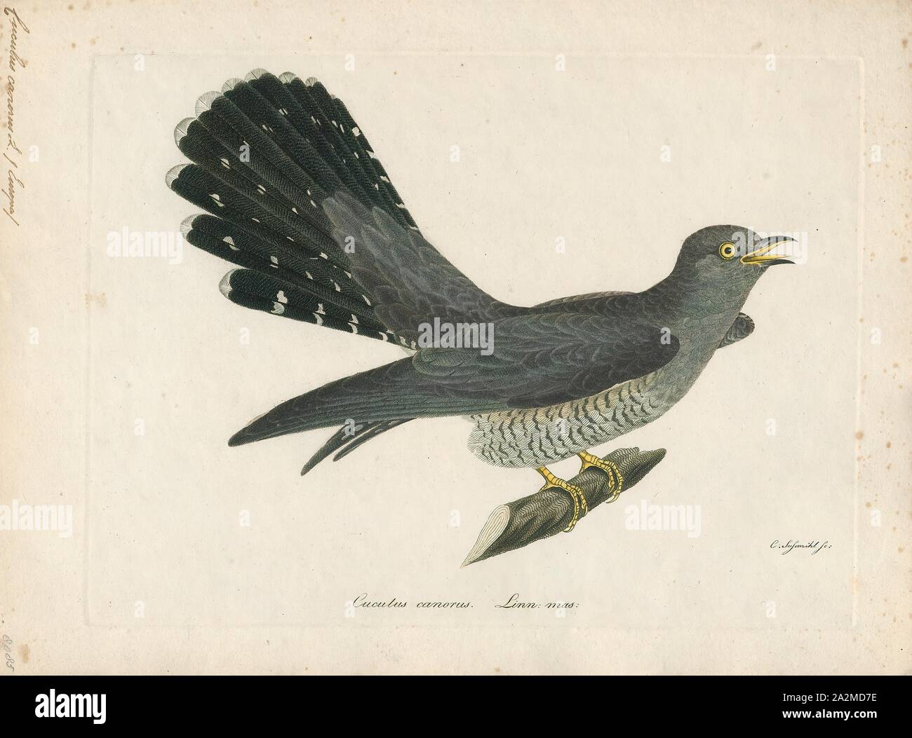 Common anis hi-res stock photography and images - Alamy