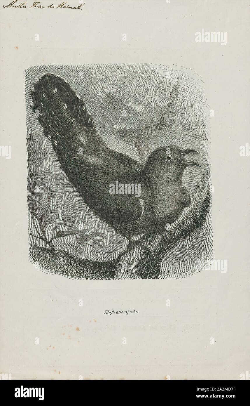 Cuculus canorus, Print, The common cuckoo (Cuculus canorus) is a member ...