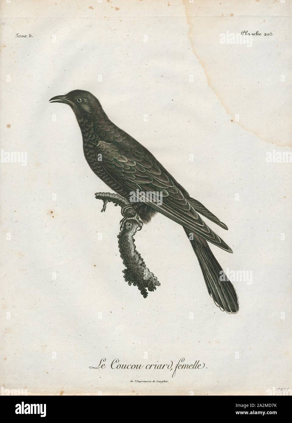 Least concern species by the international union for conservation of ...