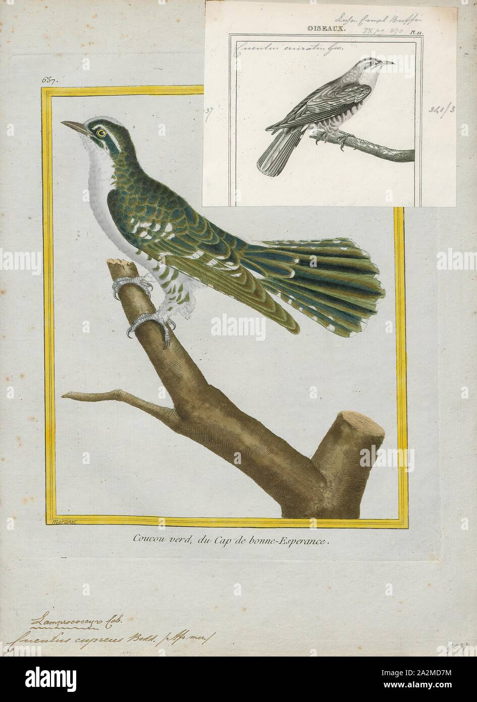 Cuculus cupreus, Print, Cuculus is a genus of cuckoos which has ...