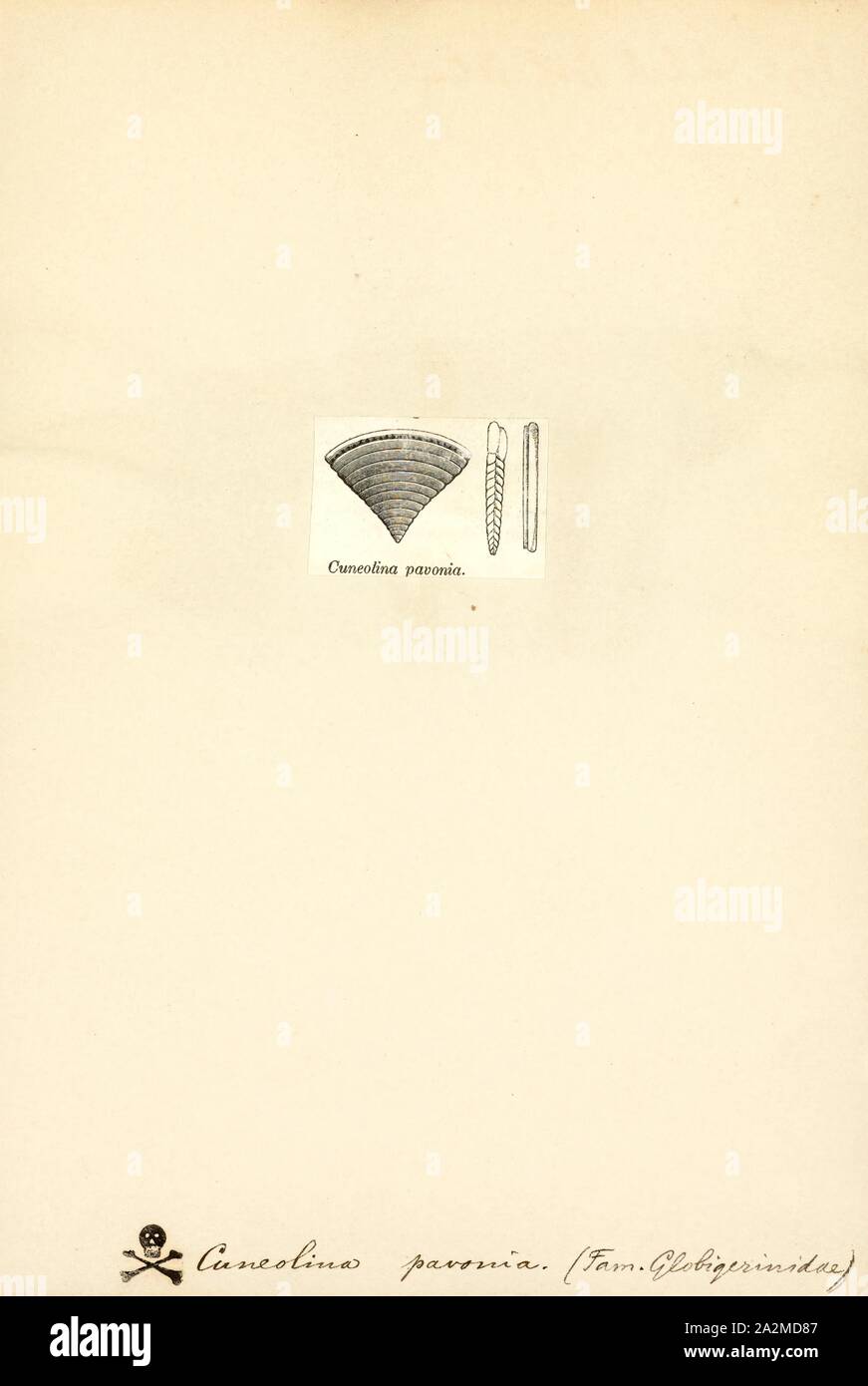 Cuneolina, Print, Cuneolina is an extinct genus of prehistoric ...