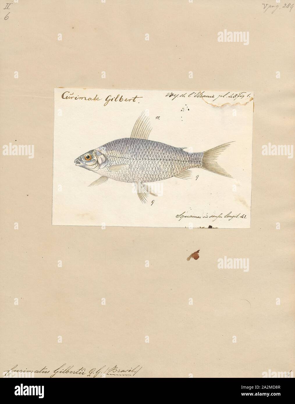 Gilberti hi-res stock photography and images - Alamy