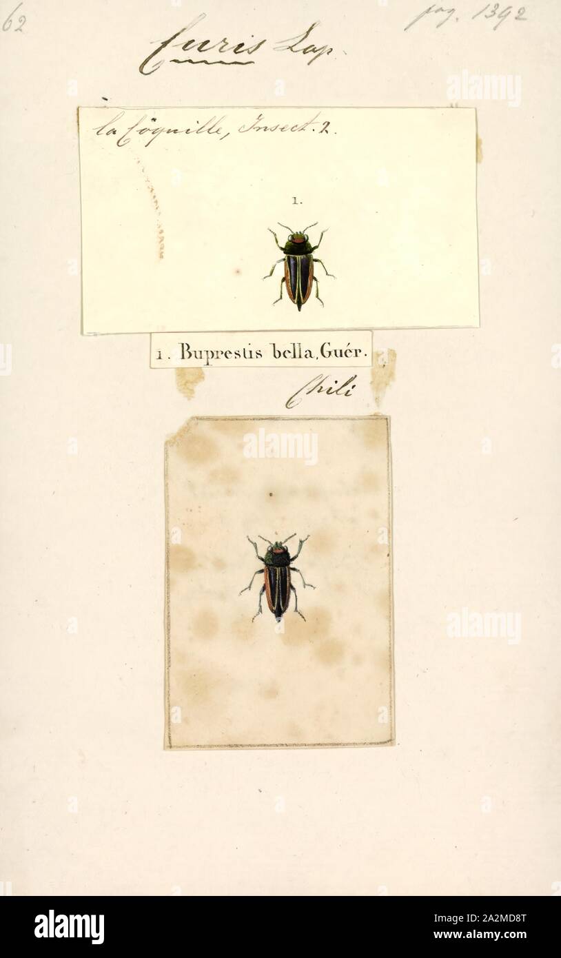 Curis hi-res stock photography and images - Alamy