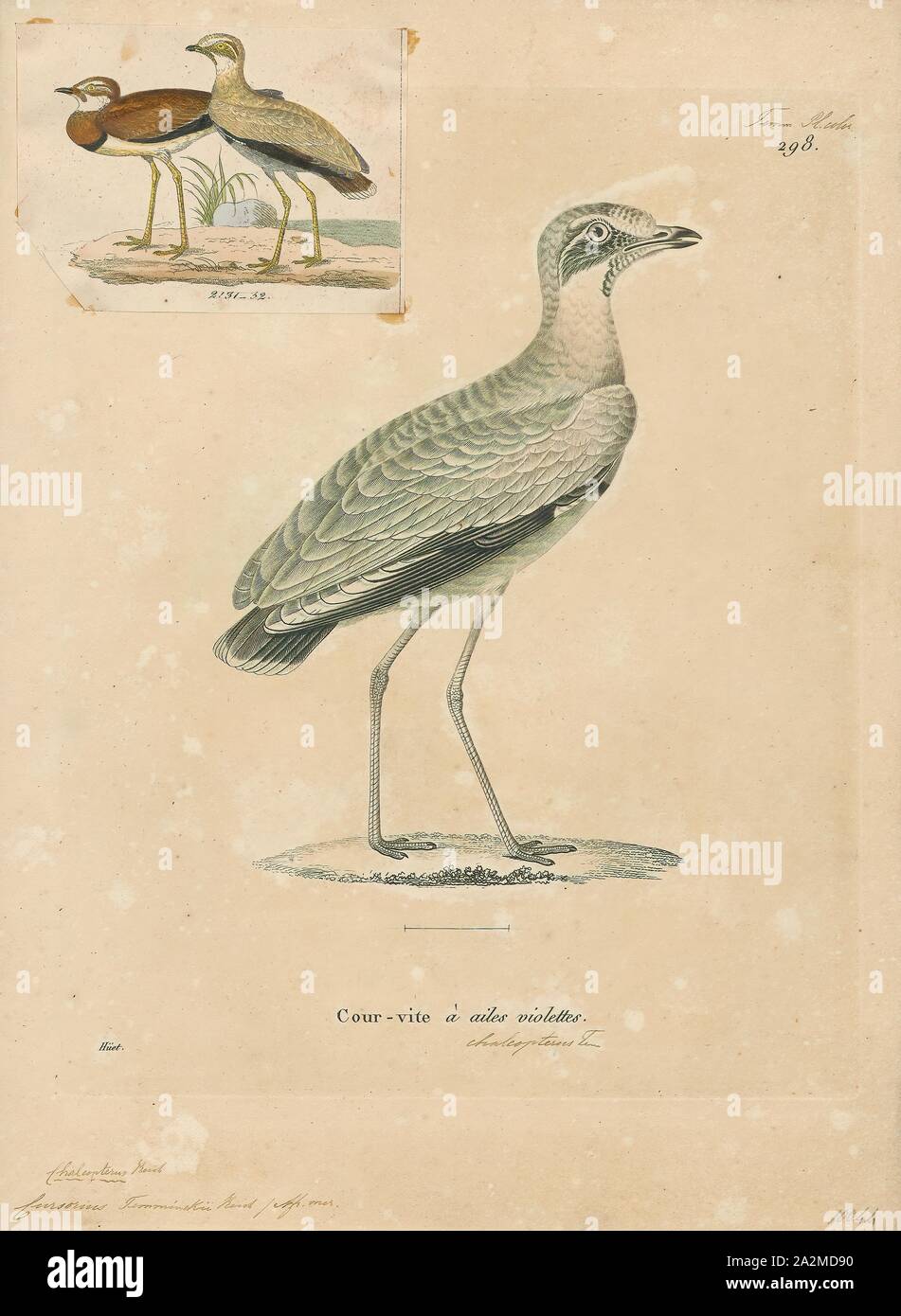 Cursorius chalcopterus hi-res stock photography and images - Alamy