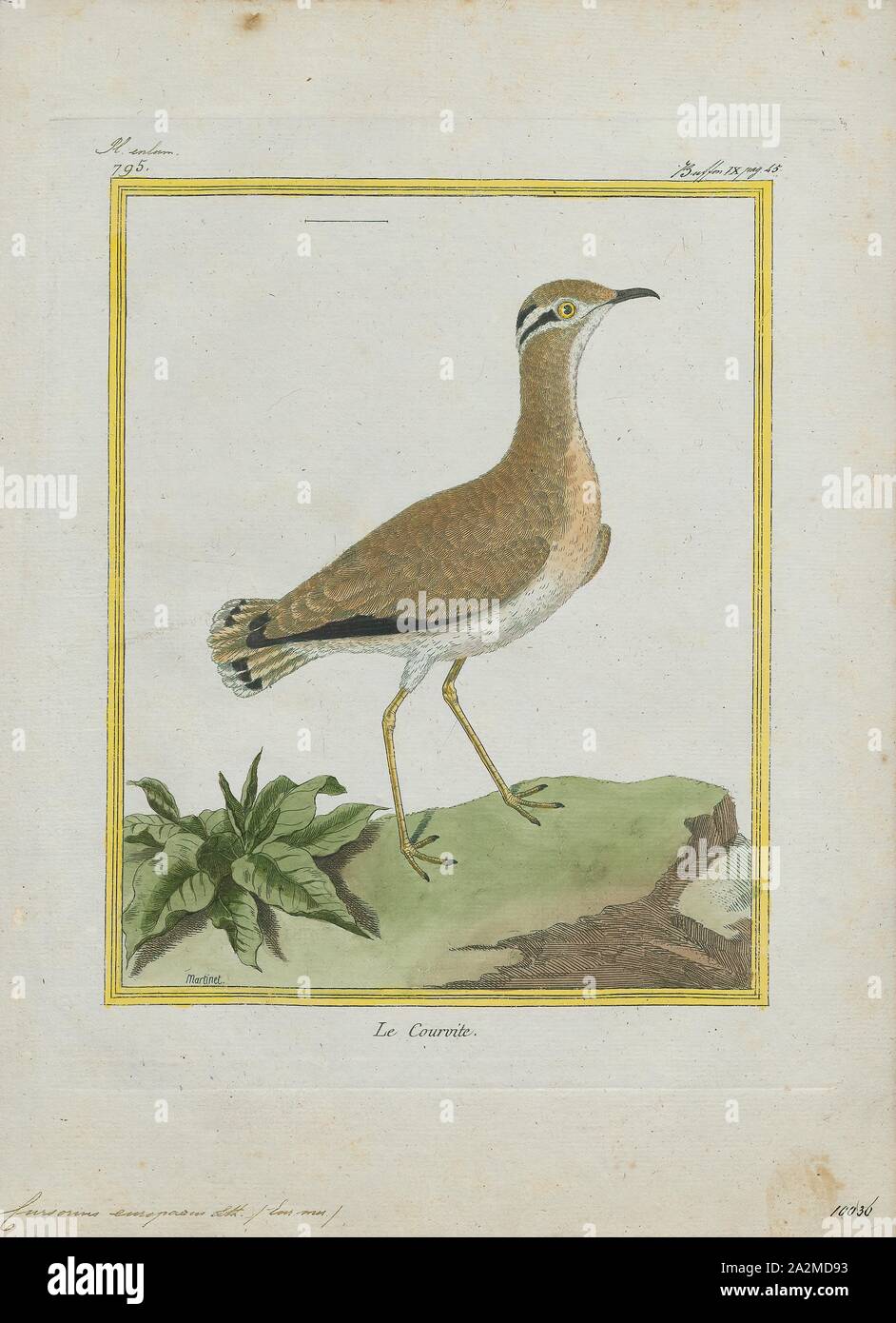 Genus name derive hi-res stock photography and images - Alamy