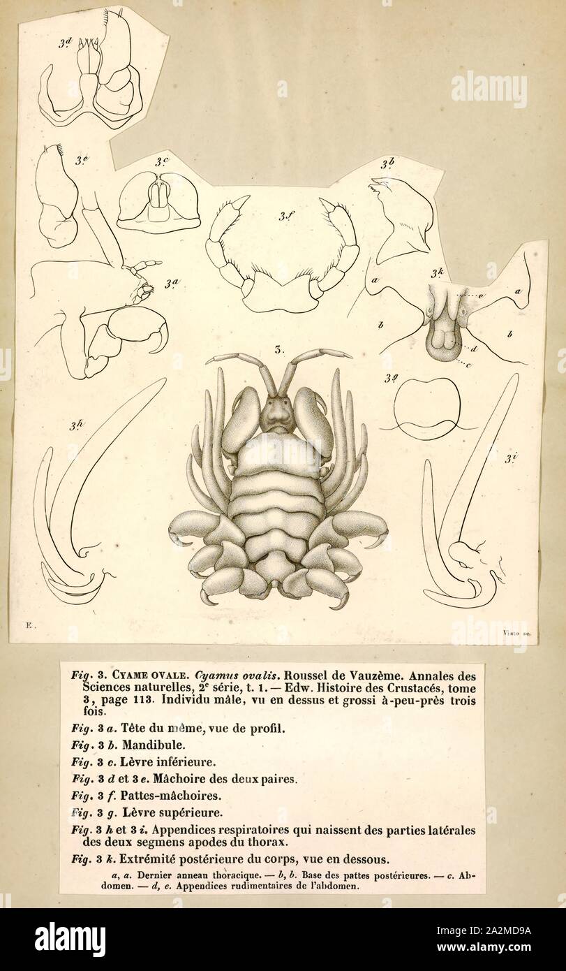 Ovalis hi-res stock photography and images - Alamy