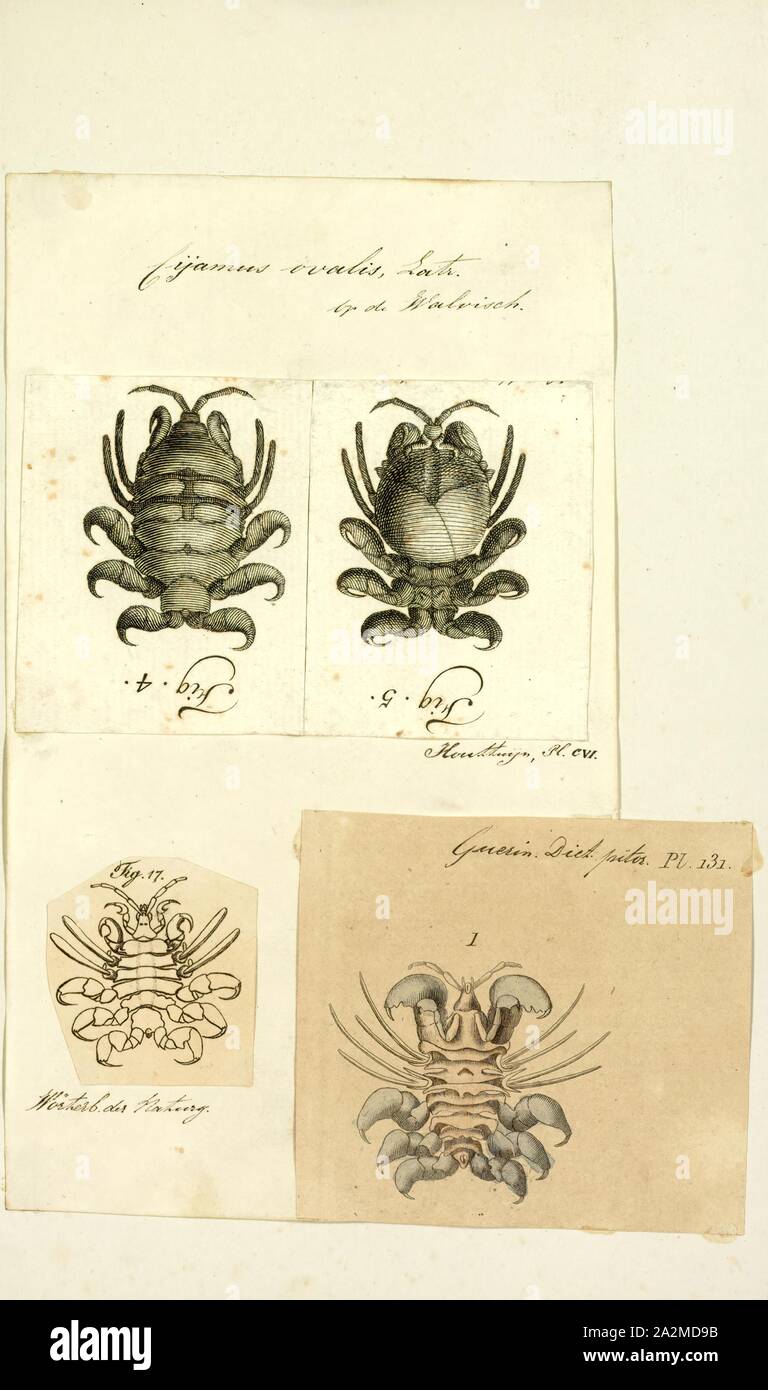 Cyamus ovalis, Print, Whale louse Stock Photo - Alamy
