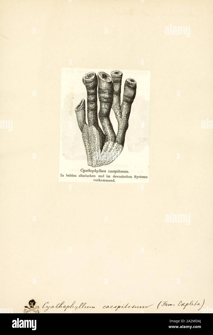 Cyathophyllum caespitosum hi-res stock photography and images - Alamy