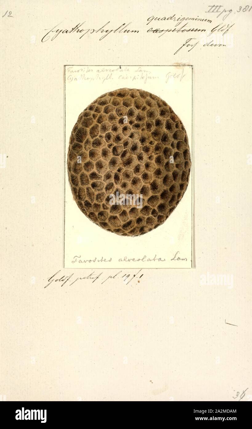 Cyathophyllum hi-res stock photography and images - Alamy