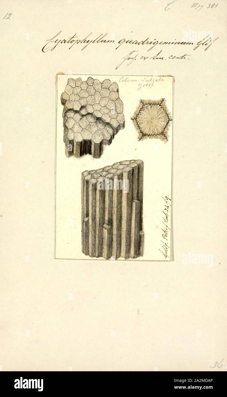 Cyathophyllum quadrigeminum, Print Stock Photo - Alamy