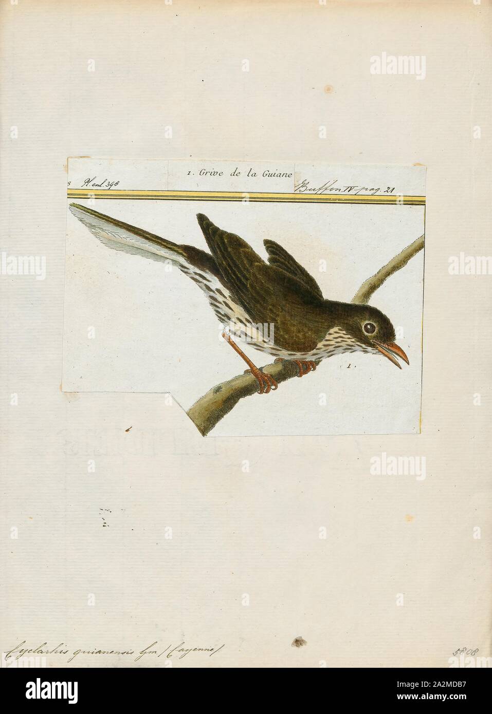 Cyclarhis guianensis, Print, Peppershrike, The peppershrikes are two ...