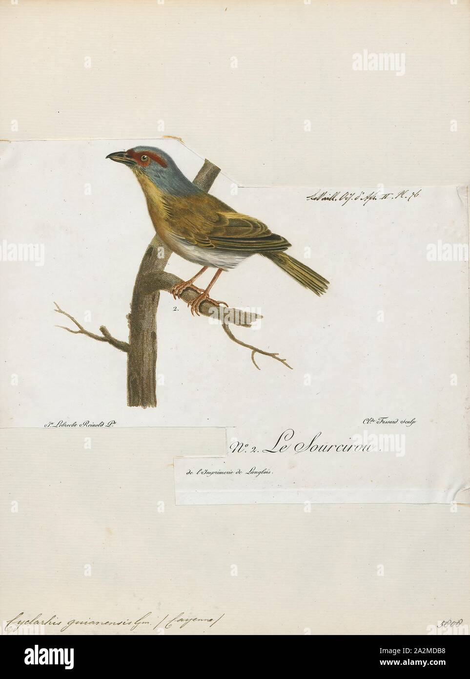 Cyclarhis guianensis, Print, Peppershrike, The peppershrikes are two ...