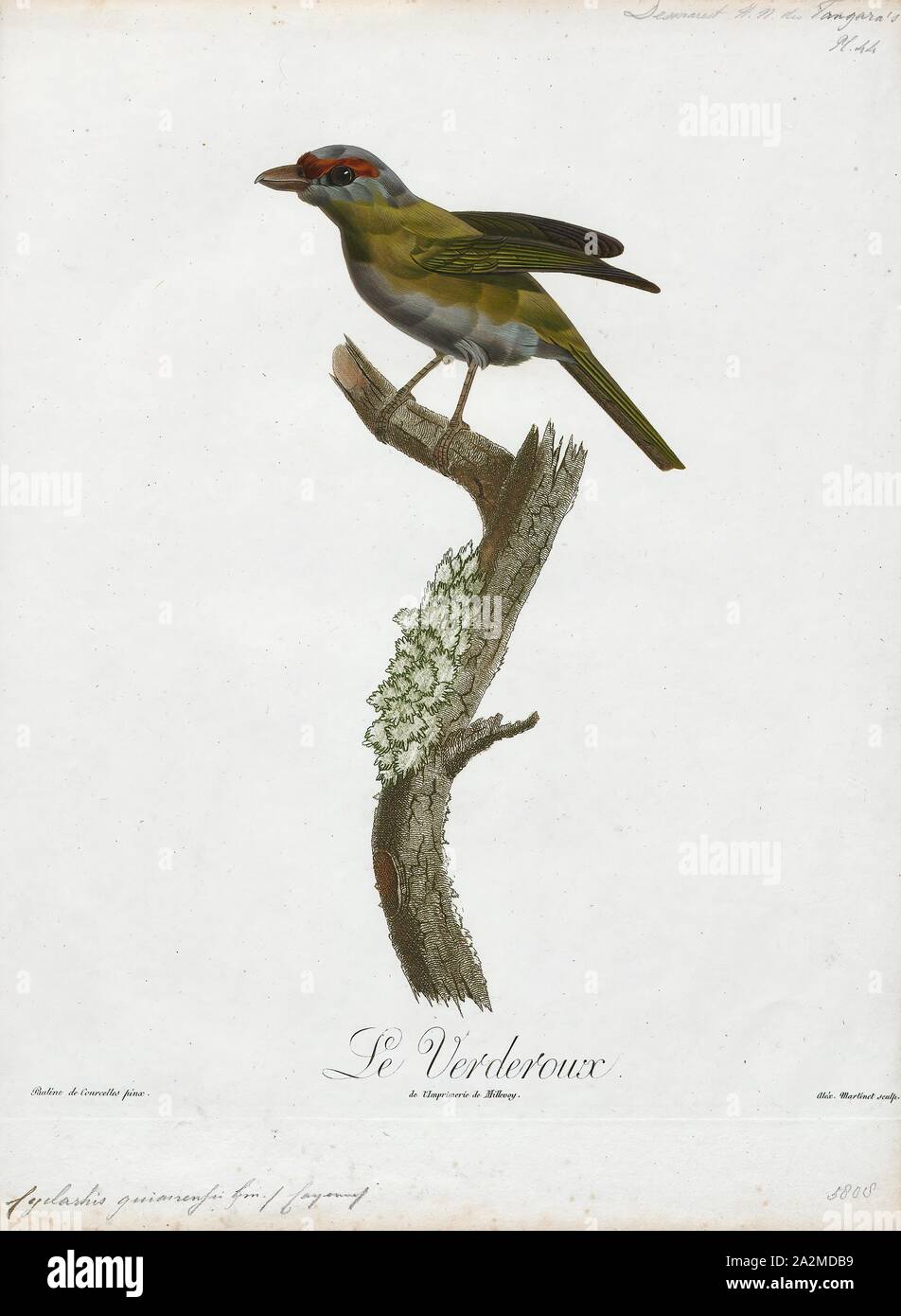Cyclarhis guianensis, Print, Peppershrike, The peppershrikes are two ...