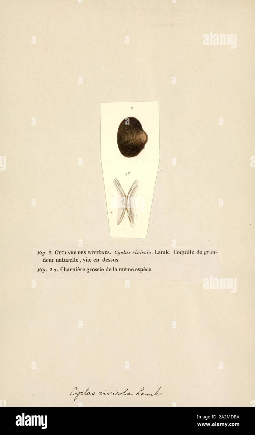 Cyclas hi-res stock photography and images - Alamy