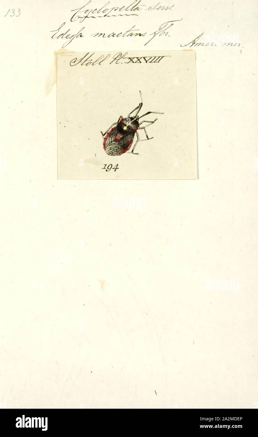 Cyclopelta hi-res stock photography and images - Alamy