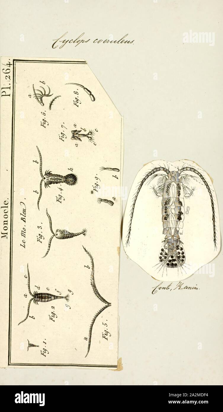 Cyclops coeruleus hi-res stock photography and images - Alamy