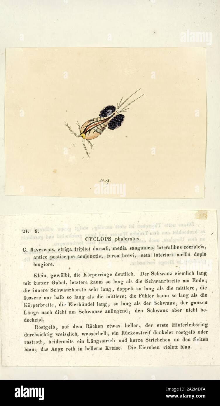 Cyclops phaleratus hi-res stock photography and images - Alamy