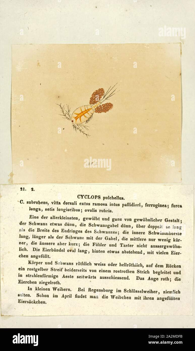 Cyclops pulchellus hi-res stock photography and images - Alamy