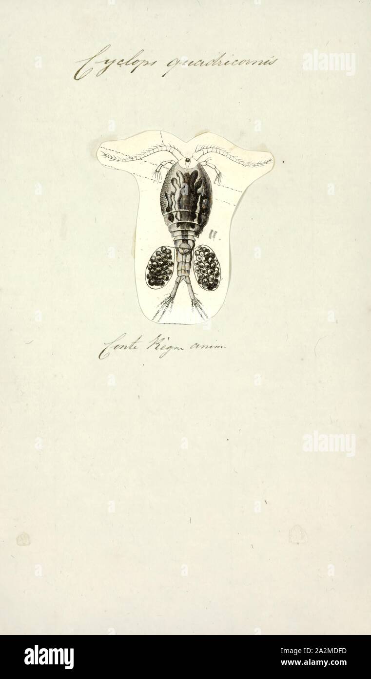 Cyclops quadricornis hi-res stock photography and images - Alamy