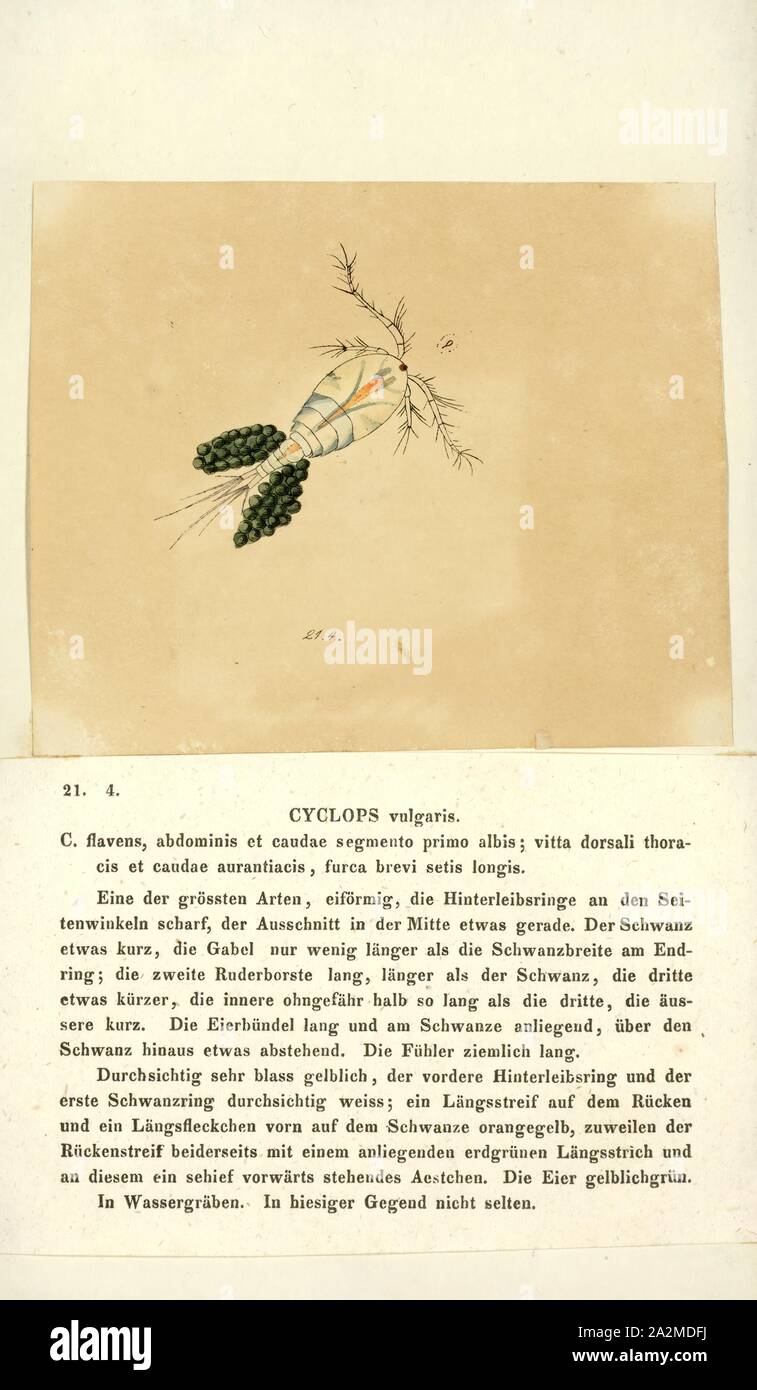 Cyclops vulgaris, Print Stock Photo - Alamy