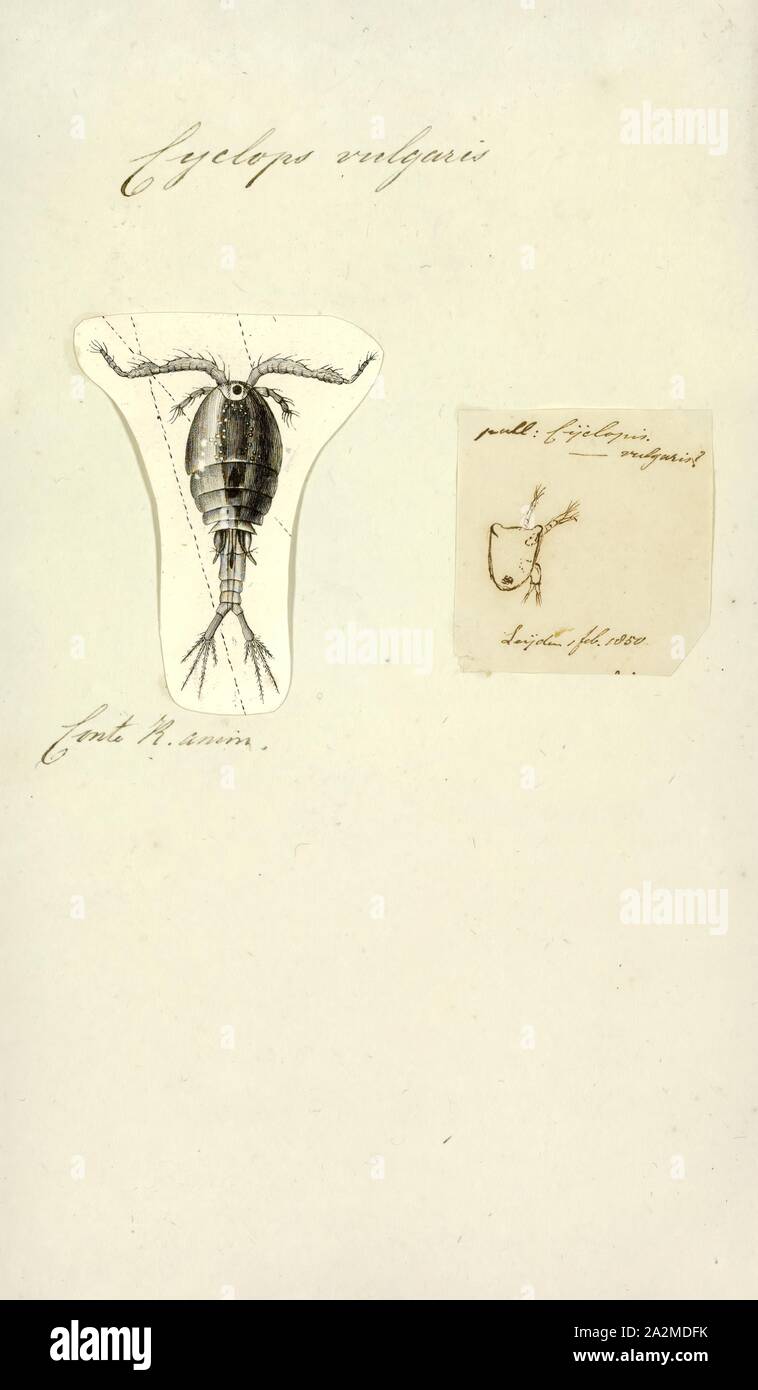 Cyclops vulgaris hi-res stock photography and images - Alamy