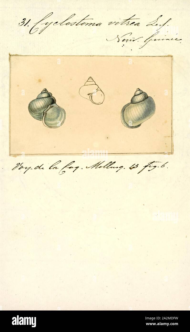 Operculate snails hi-res stock photography and images - Alamy