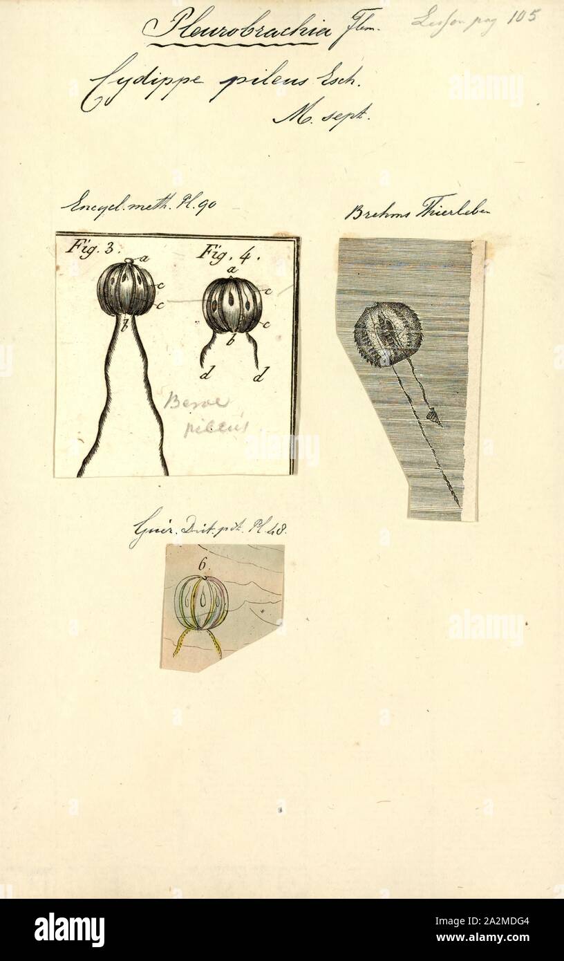 Pileus hi-res stock photography and images - Alamy