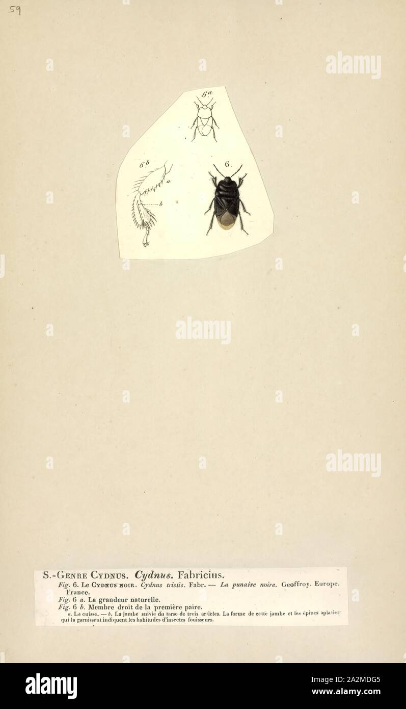 The cydnus hi-res stock photography and images - Alamy