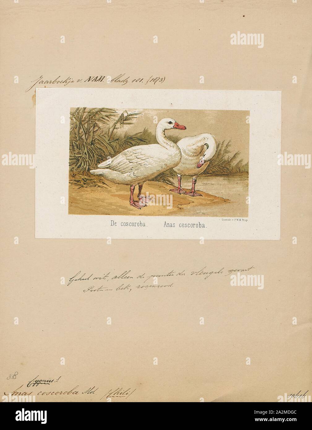 Cygnus chionis, Print, 1873 Stock Photo - Alamy