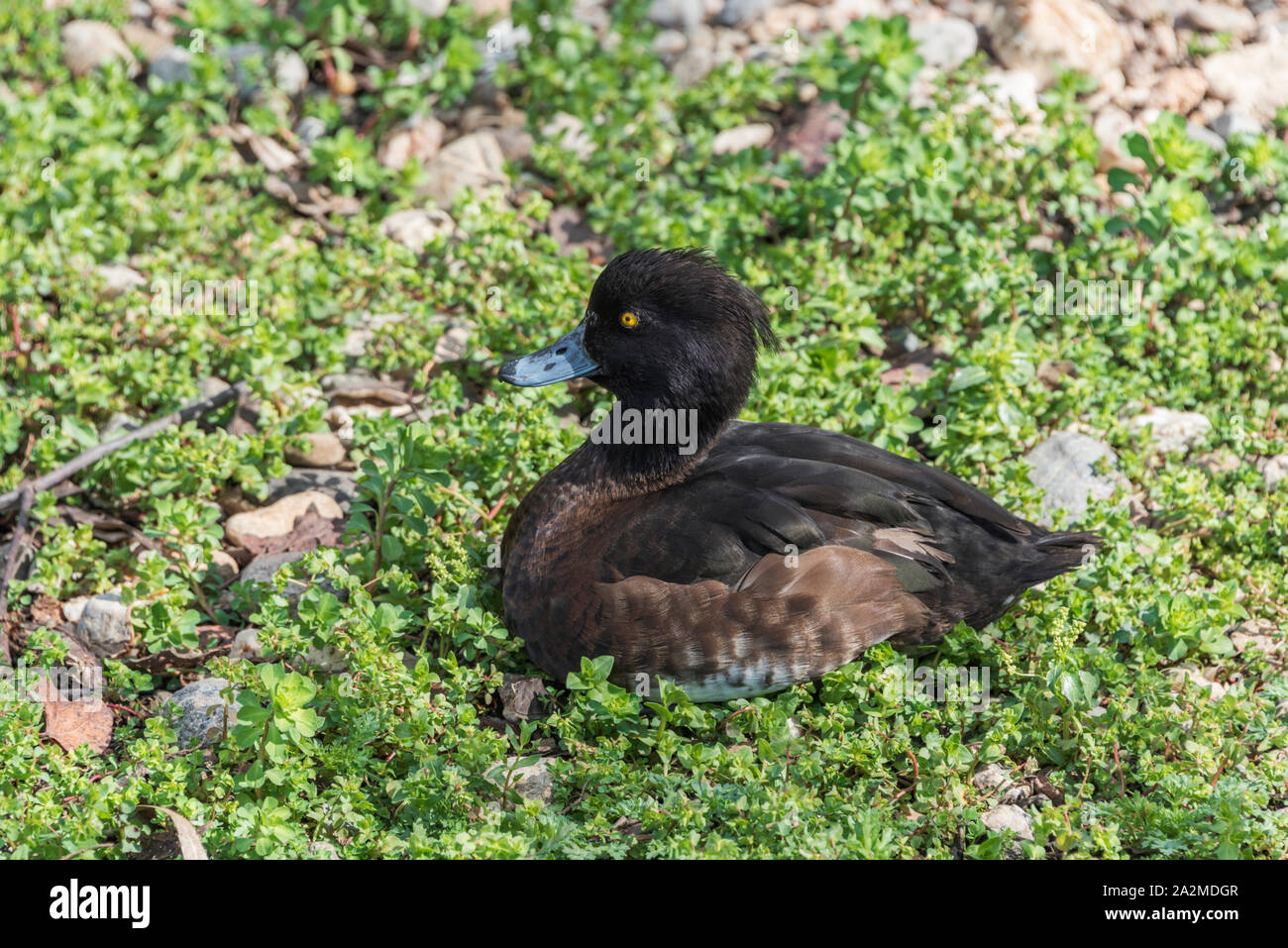 A female tufted duck on the ground Stock Photo - Alamy