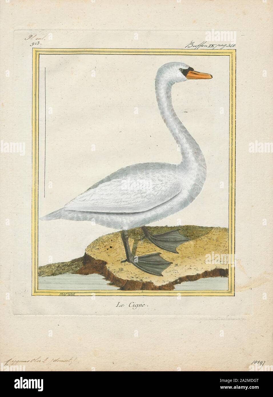 Cygnus olor, Print, The mute swan (Cygnus olor) is a species of swan ...