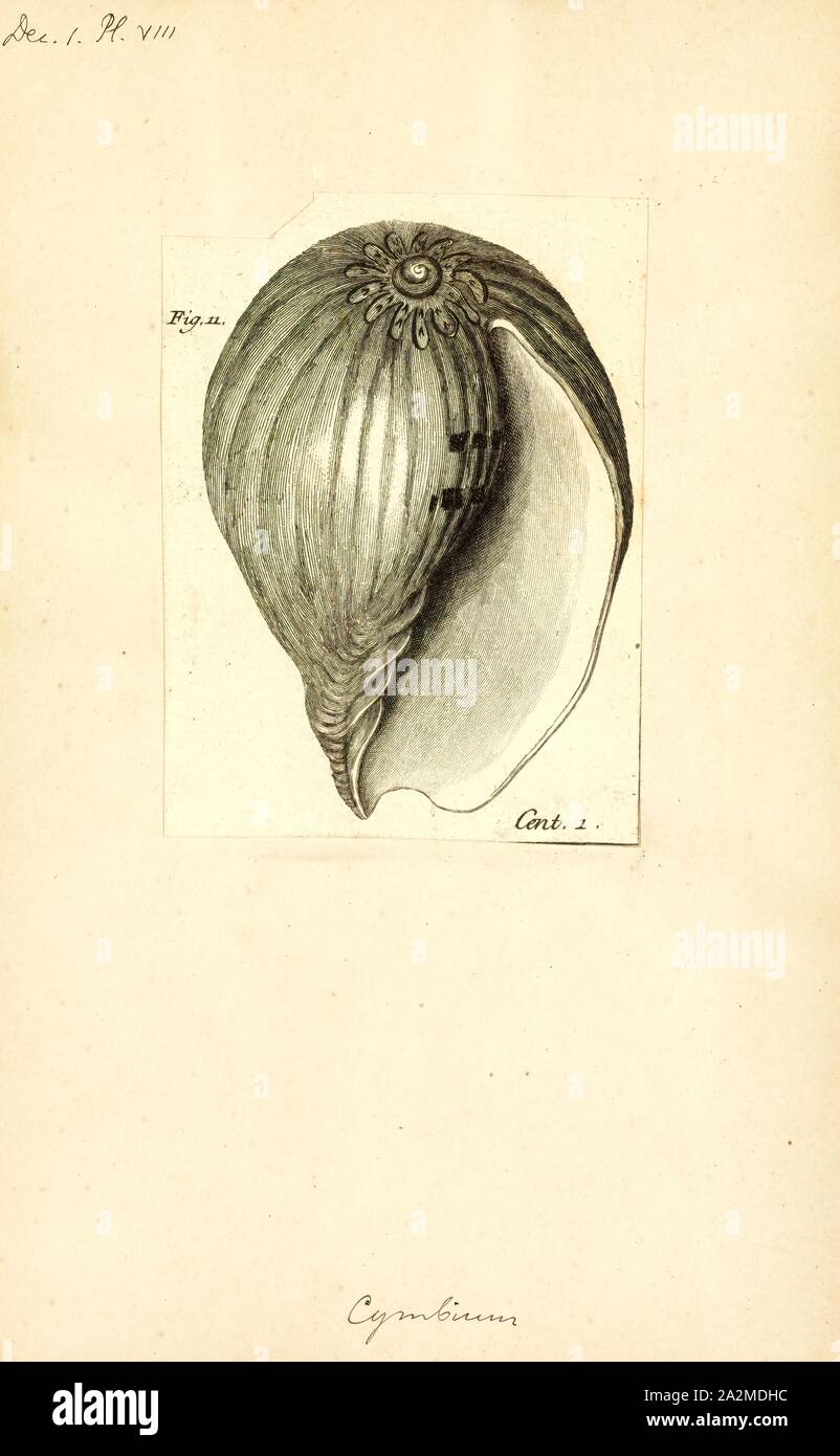 Cymbium hi-res stock photography and images - Alamy