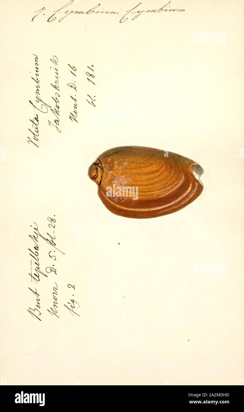 Cymbium cymbium, Print, Cymbium cymbium, commonly known as the false ...