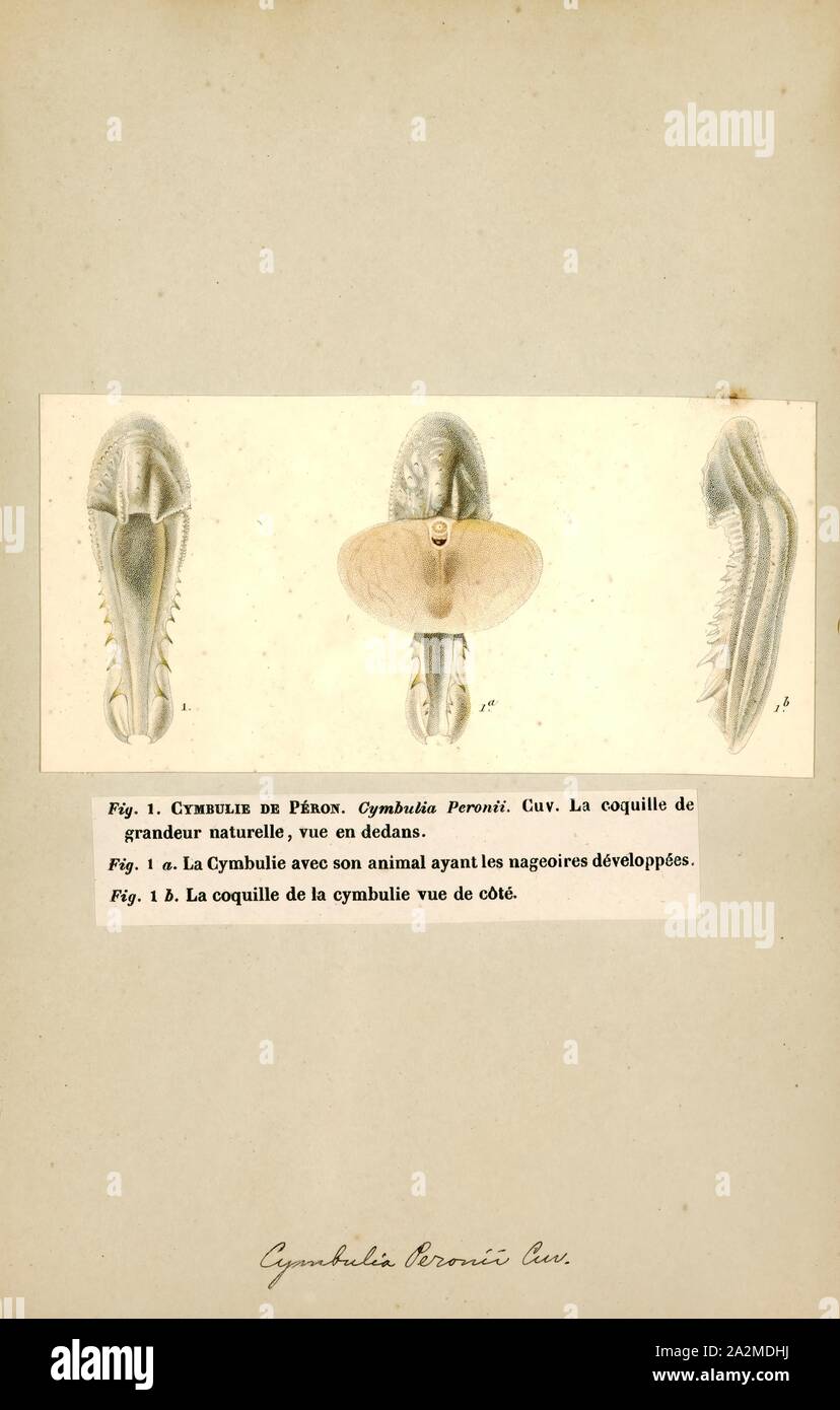 Cymbulia peronii hi-res stock photography and images - Alamy