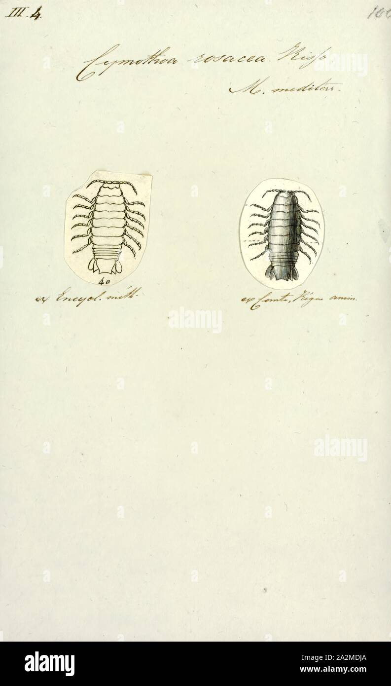 Parasitic fish isopod hi-res stock photography and images - Alamy