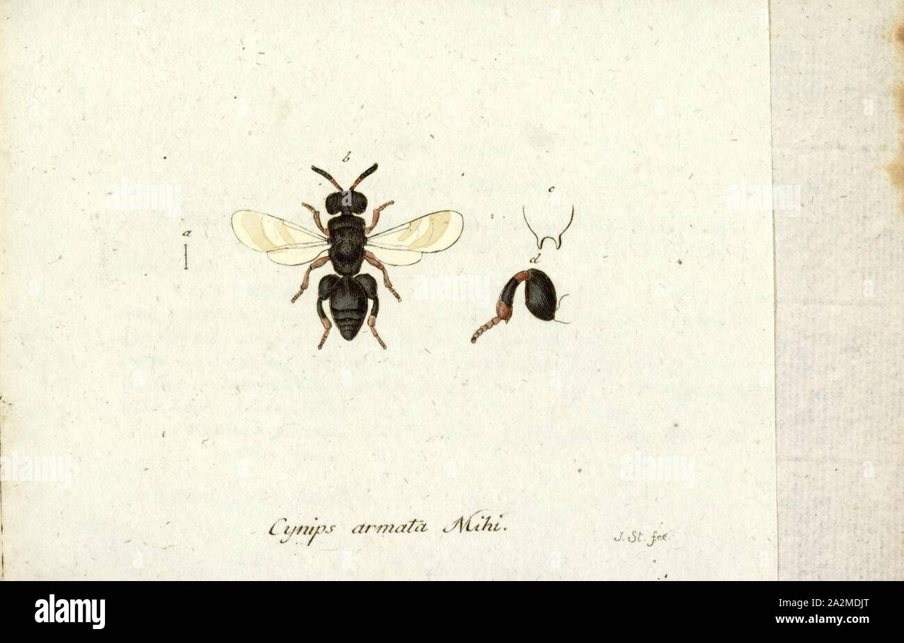 Spherical galls hi-res stock photography and images - Alamy