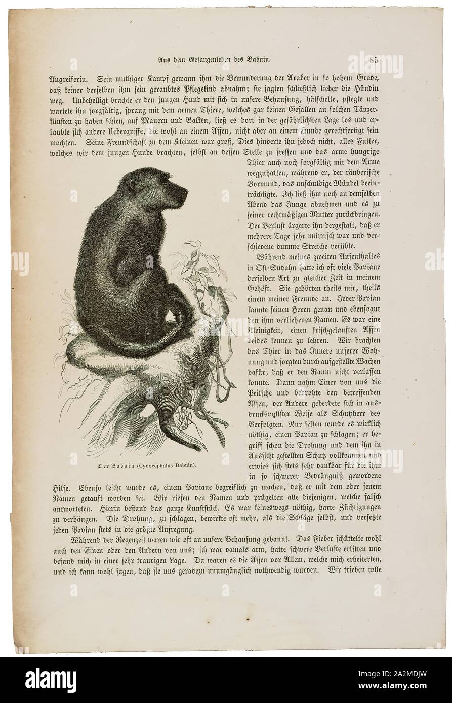 Cynocephalus babouin, Print, The Philippine flying lemur or Philippine ...